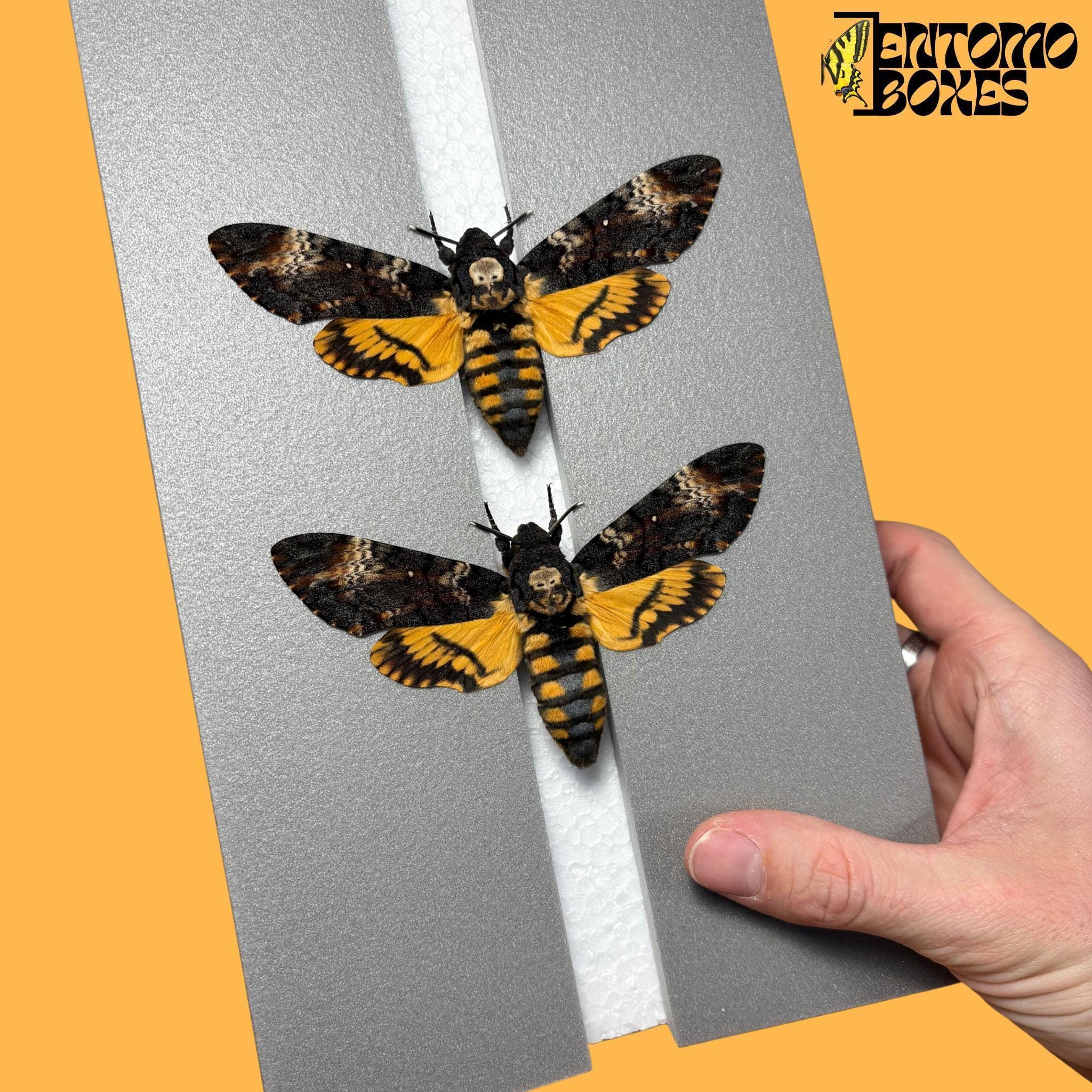 Large Angled Foam Pinning Board: Professional Butterfly and Moth ...