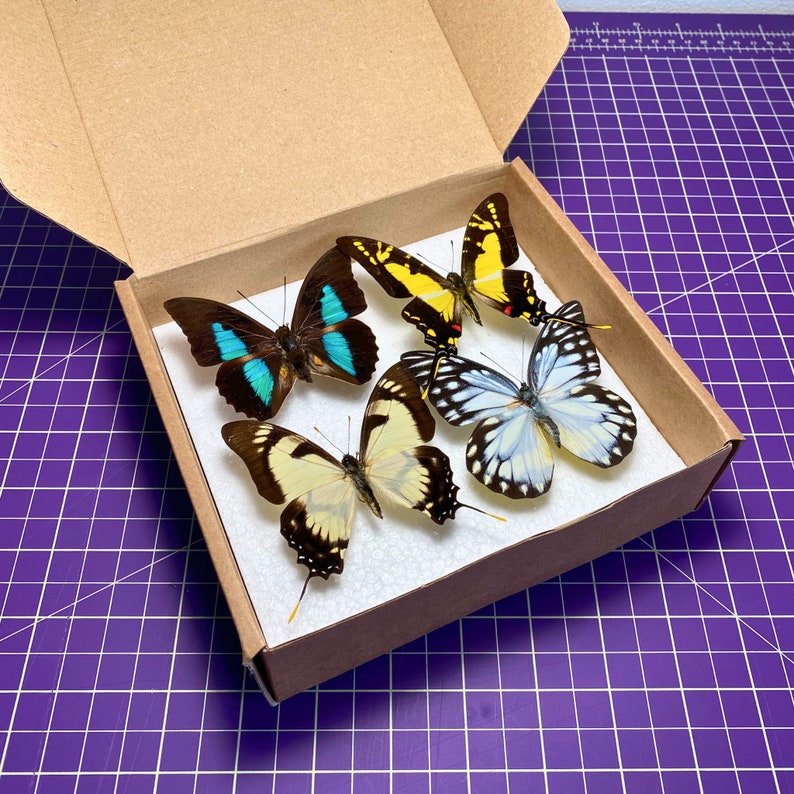 Butterflies Beetles Insect Storage Box Container - Etsy