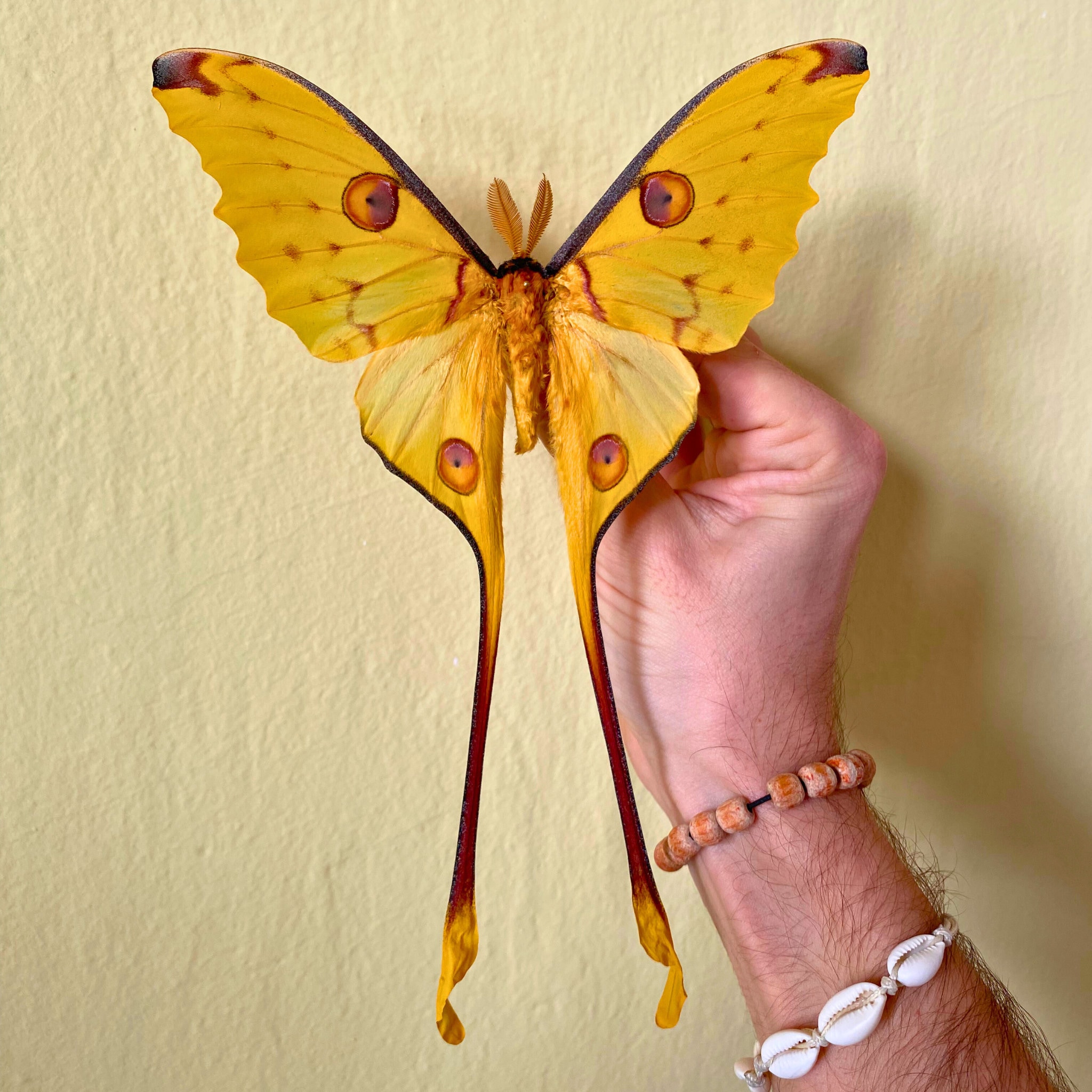 Comet Moth or Madagascar Moon Moth Dry Papered Insect for Preparation ...