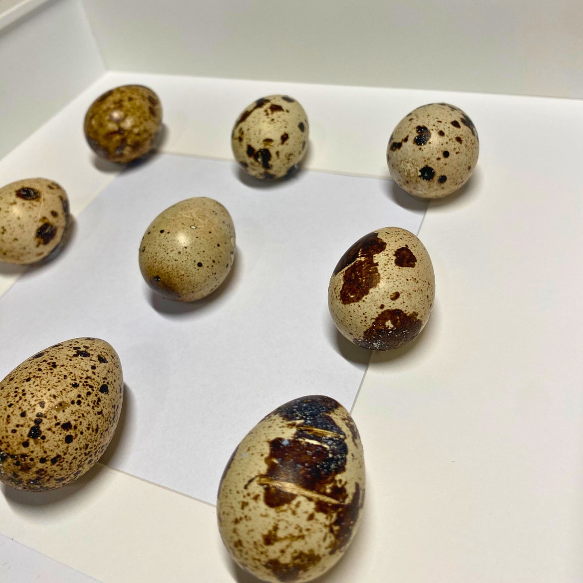 The Common Quail Empty Egg Shells in Frame for Home Decor - Etsy