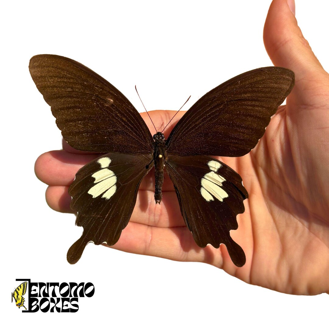 9 X Papilio Helenus Butterfly Swallowtail Tropical Dry Papered From ...