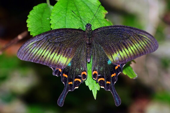 Chinese Peacock Butterfly