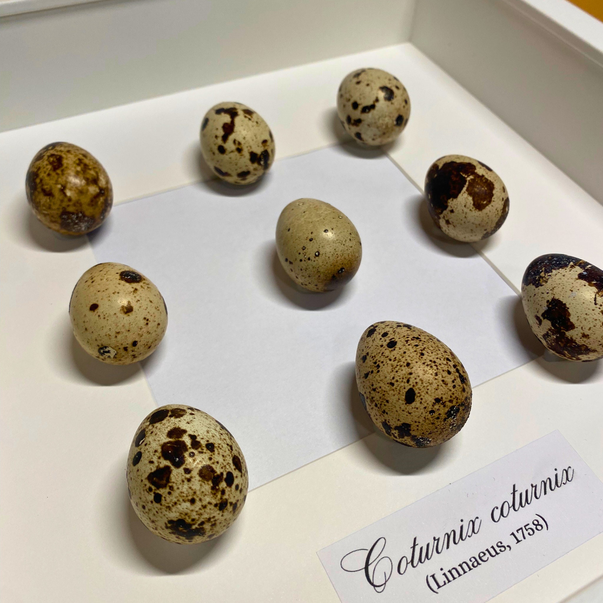 The Common Quail Empty Egg Shells in Frame for Home Decor - Etsy