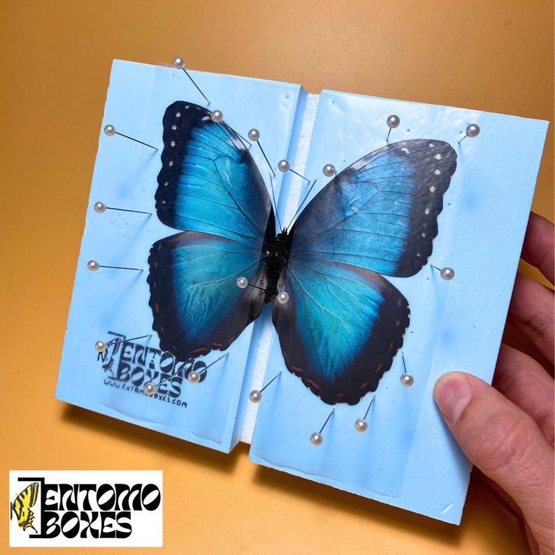 Blue Morpho Spreading Guide, Comprehensive Manual With Photos 21 Pages ...