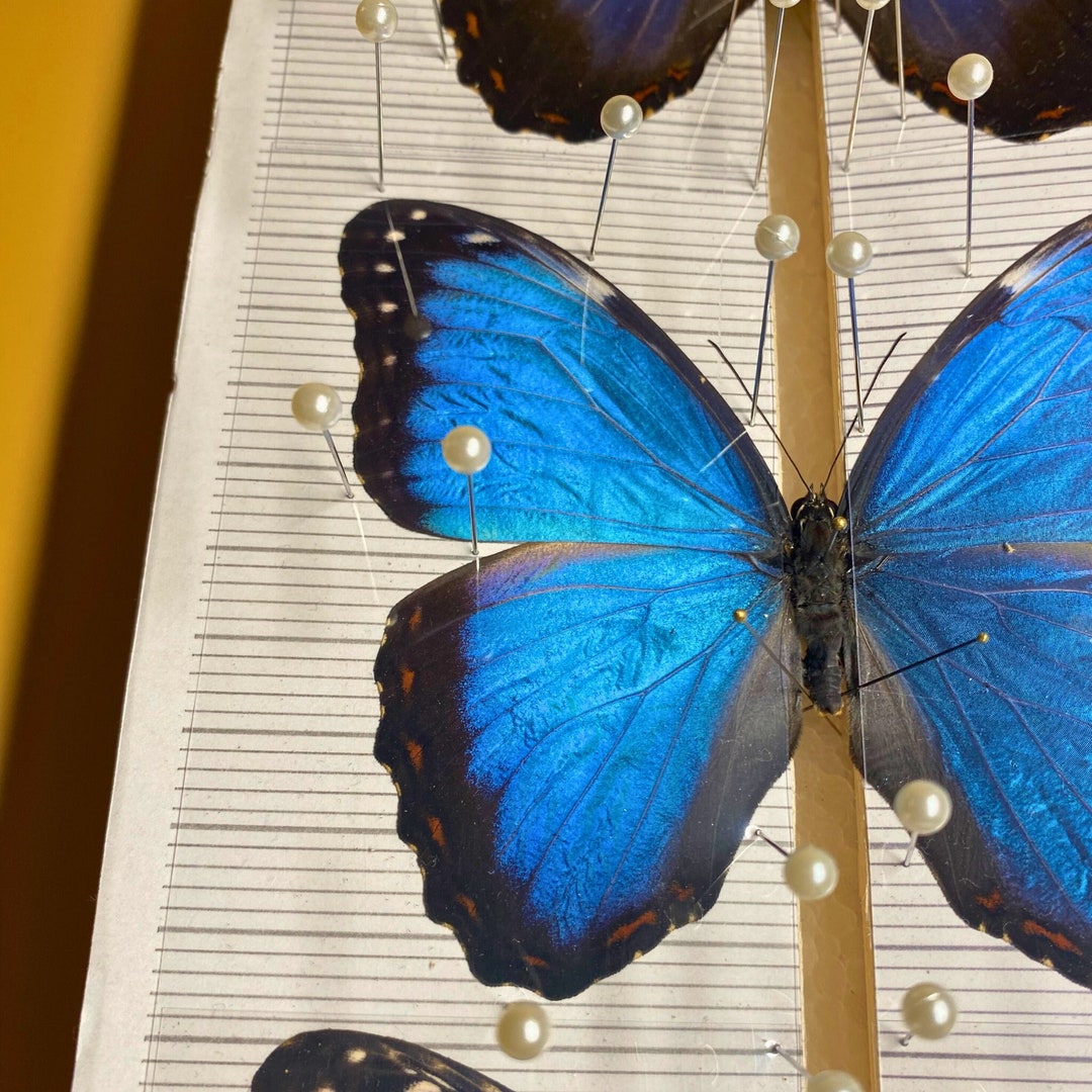 Clear Spreading Foil for Butterflies Moths Insects Entomology Taxidermy ...