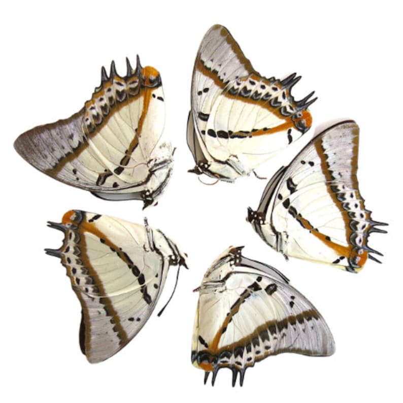 5 X Polyura Charaxes Nepenthes Nymphalid Tropical Dry Papered - Etsy