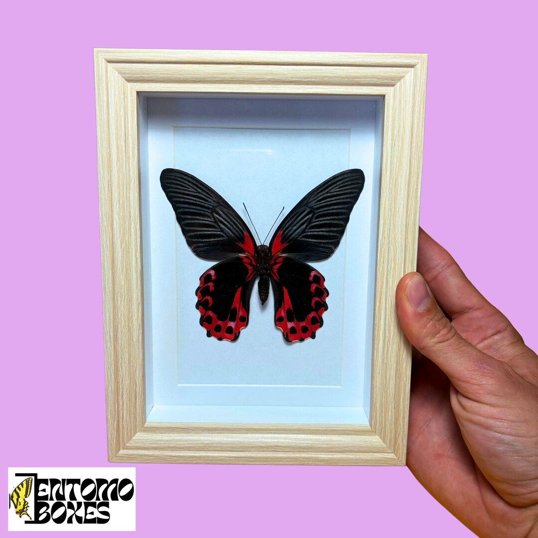 EXTRA DEEP Shadow Boxes Frames for Insect Butterflies Display for ...