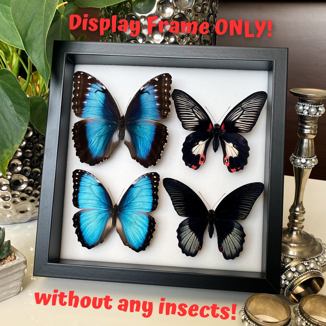 Insect Display Frame for Entomology Collection - Etsy