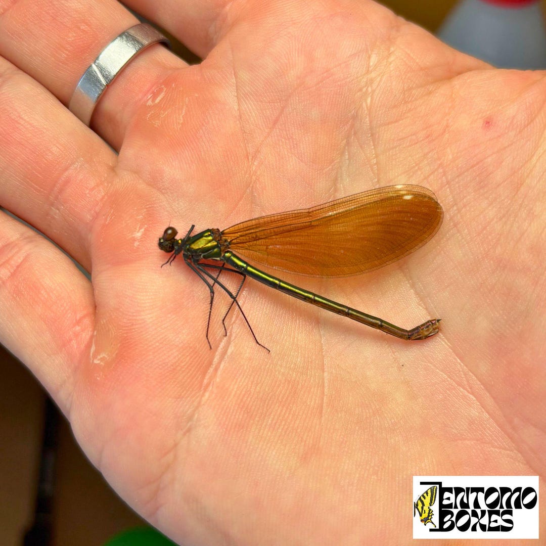 Beautiful Damsefly Real Insect Specimen for Taxidermy - Etsy