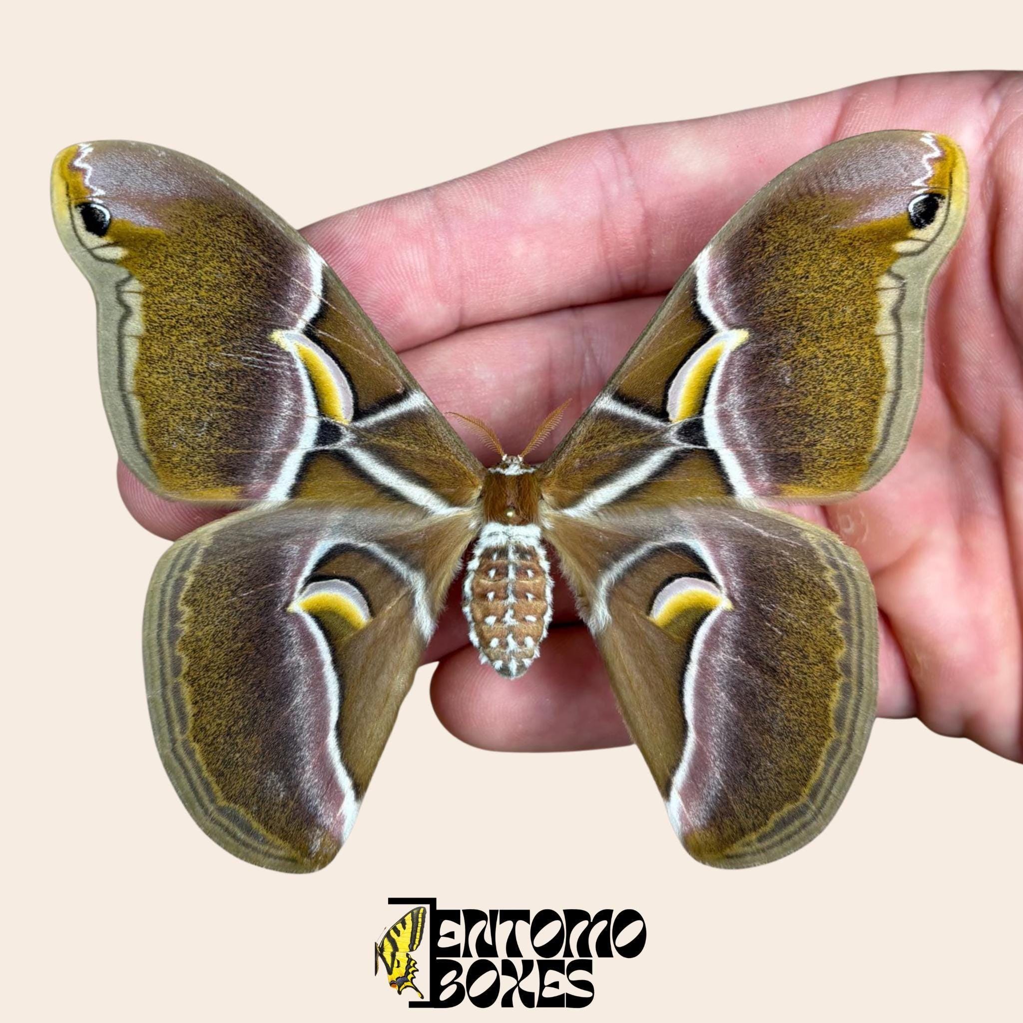RARE Samia Canningi Specimen: Wild Silk Moth - Pinned or Unmounted ...
