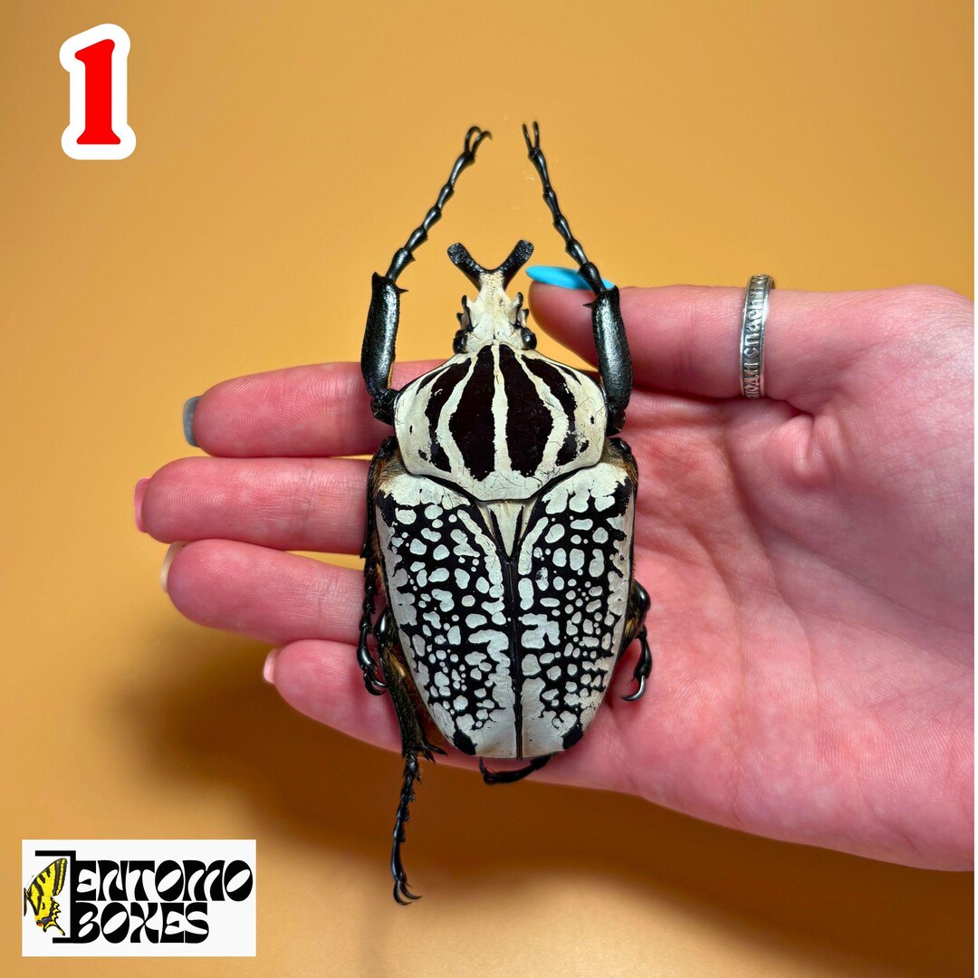 Real Goliathus Meleagris the Goliath Flower Beetle From Africa - Etsy