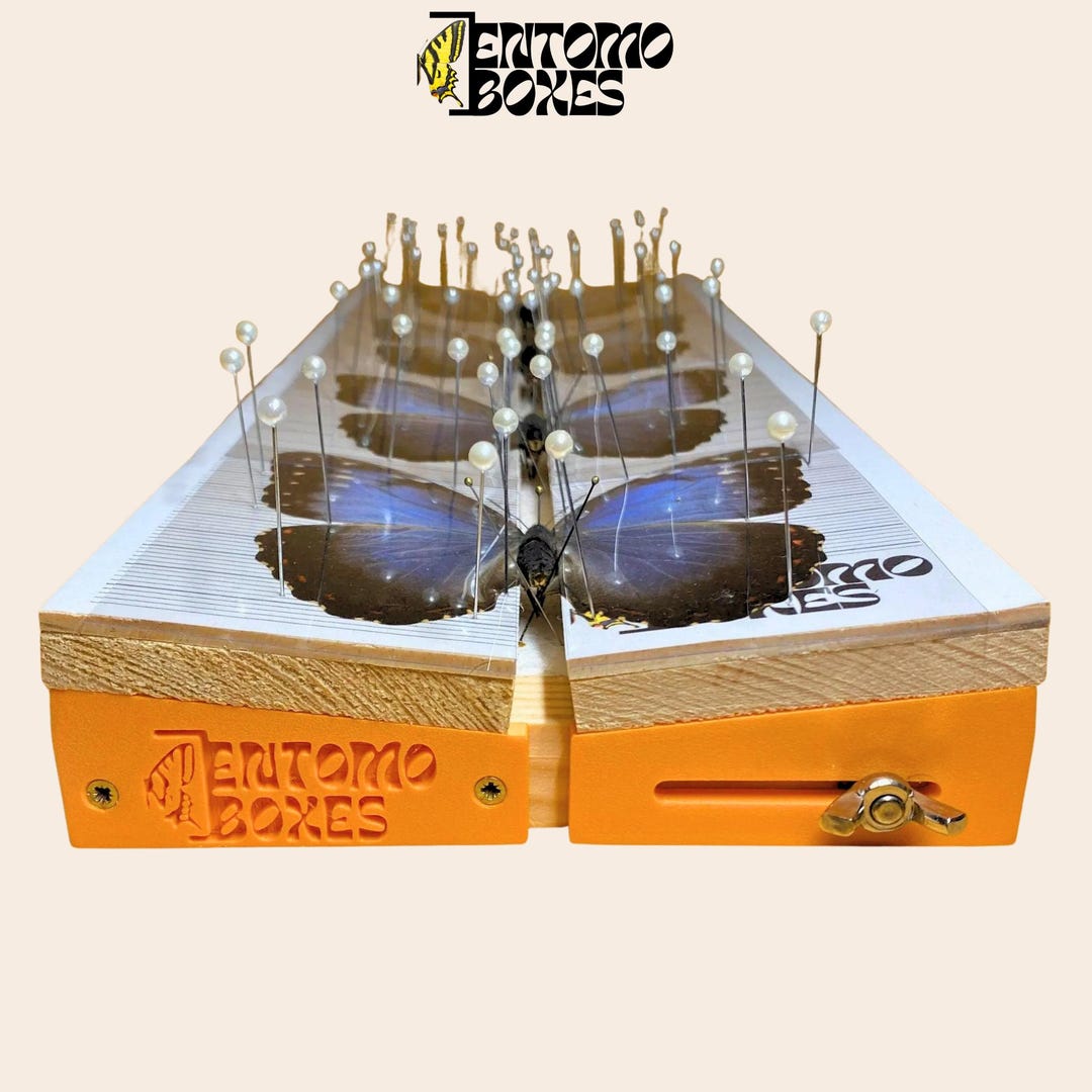 Adjustable Balsa Wood Pinning Board for Butterflies and Moths ...