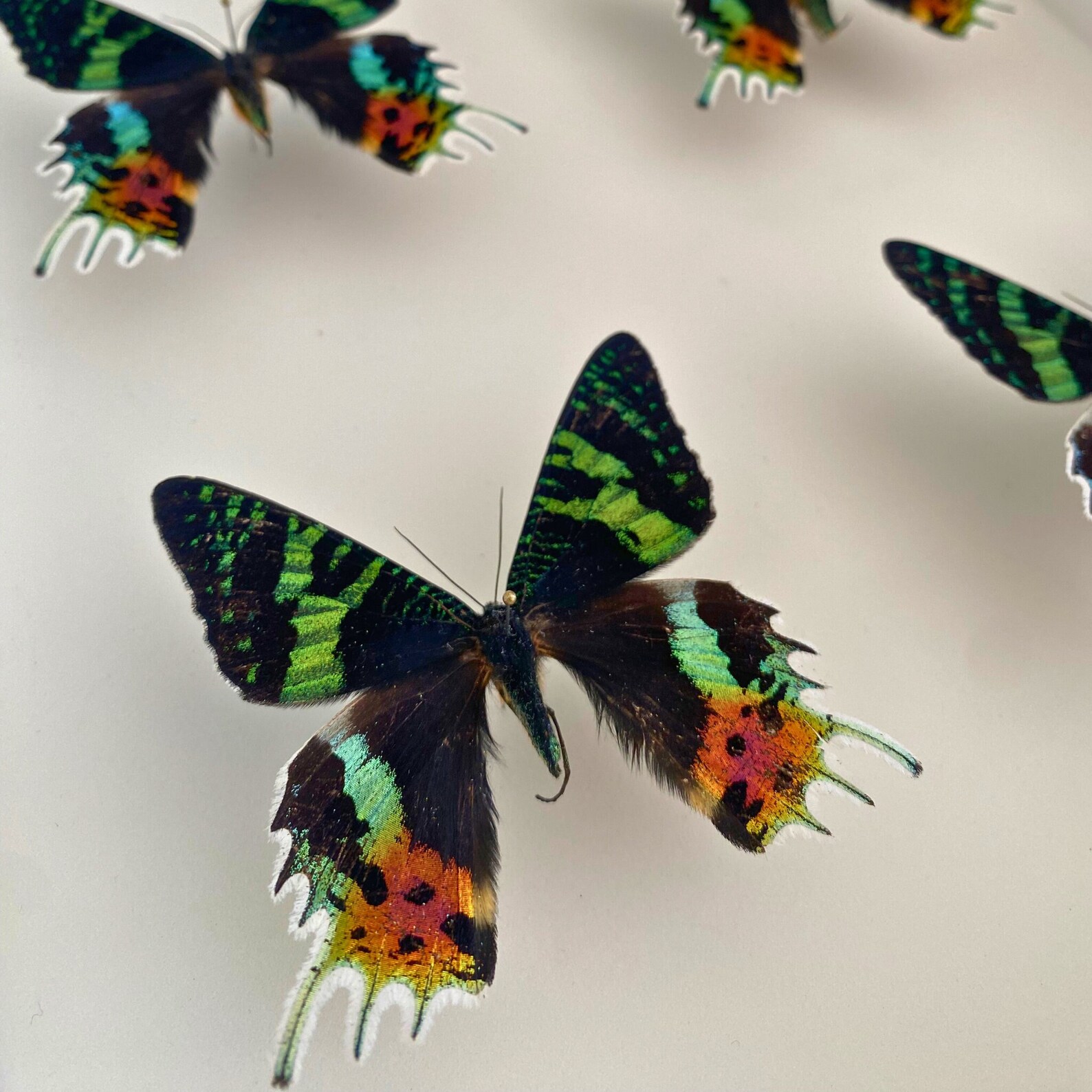 Madagascar Sunset Moths in Display Frame Entomology Taxidermy - Etsy