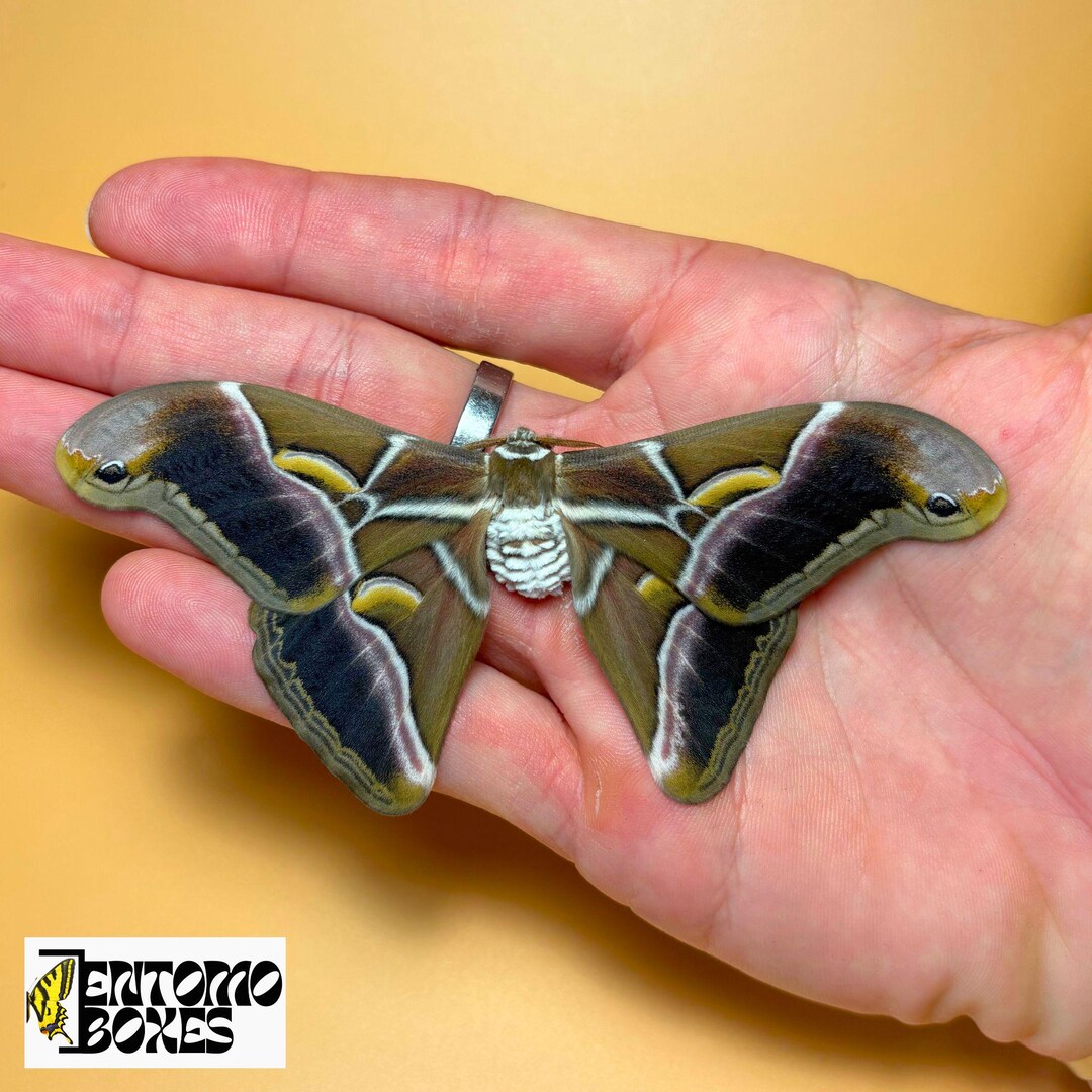 Samia Cynthia Real Moth Specimen for Entomology Taxidermy Collection - Etsy