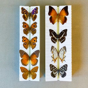 Butterfly Moth Spreading Board With Grid Sticker Taxidermy Entomology ...