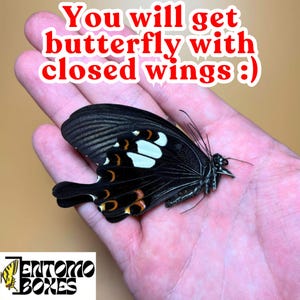 Papilio Helenus the Red Helen Swallowtail Tropical Dry Papered ...