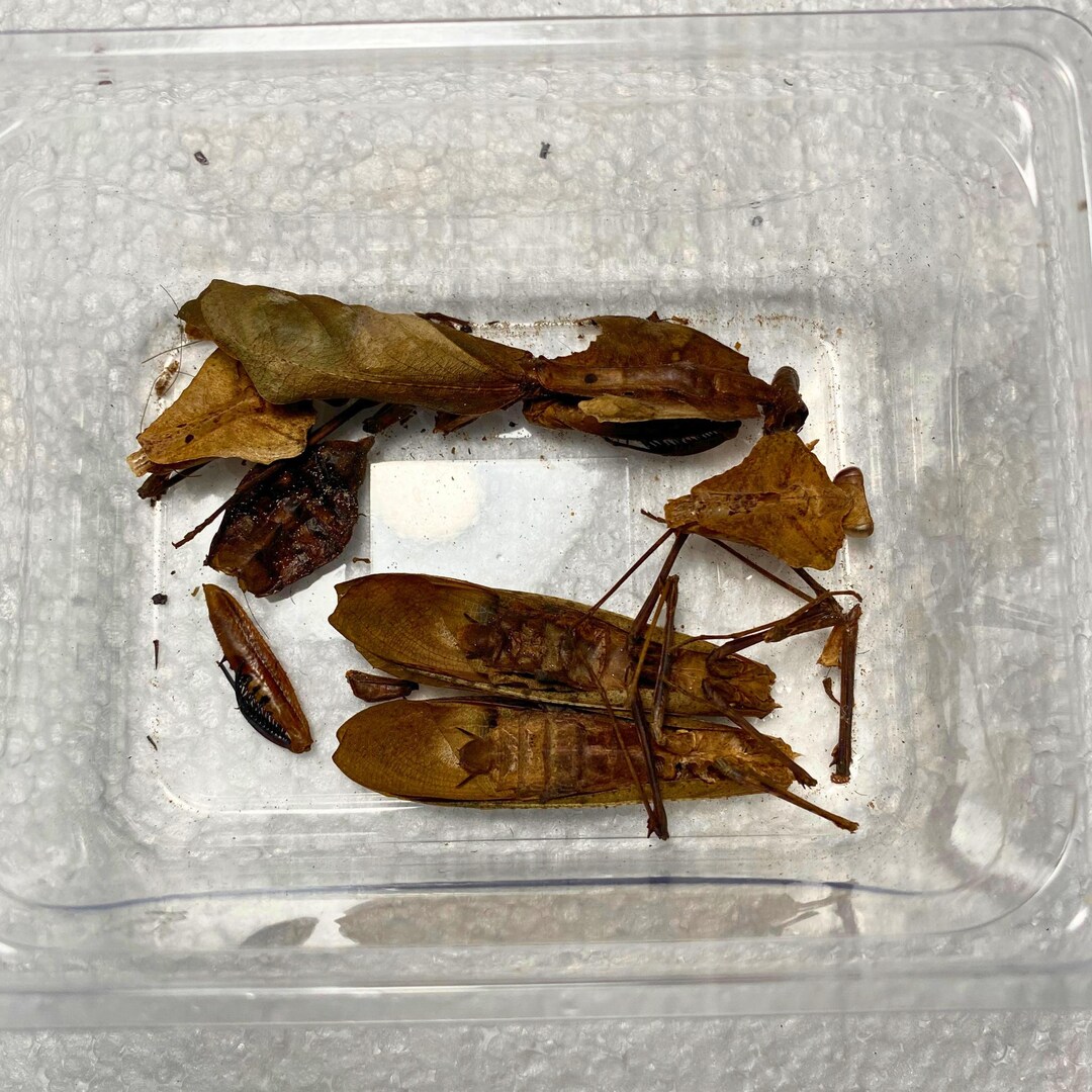 Leaf Mantis PUZZLE Specimen for Collection Taxidermy Entomology - Etsy