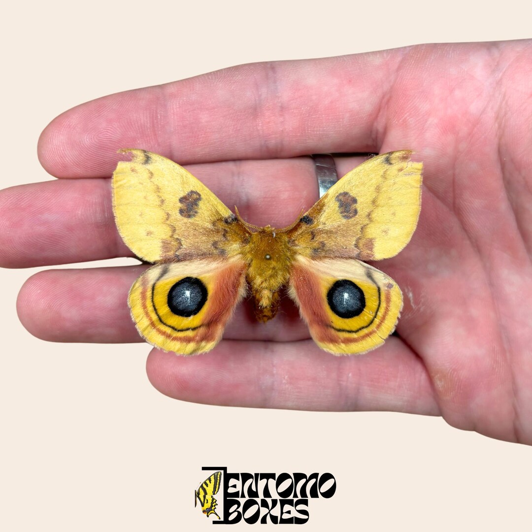 Automeris Io Silk Moth Specimen Entomology Taxidermy Collection - Etsy