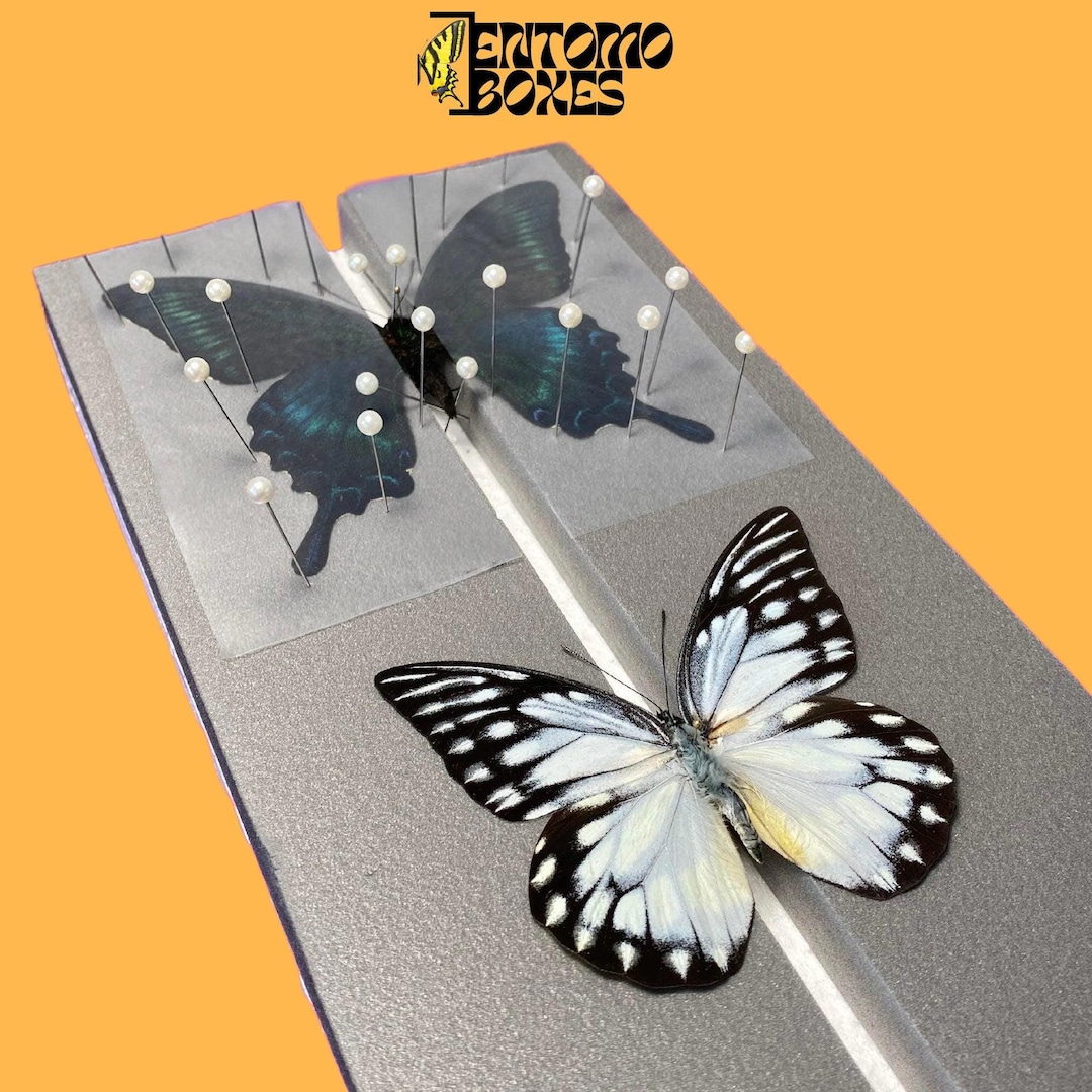 Large Flat Butterfly Pinning Board Butterflies Moths Insects Taxidermy ...