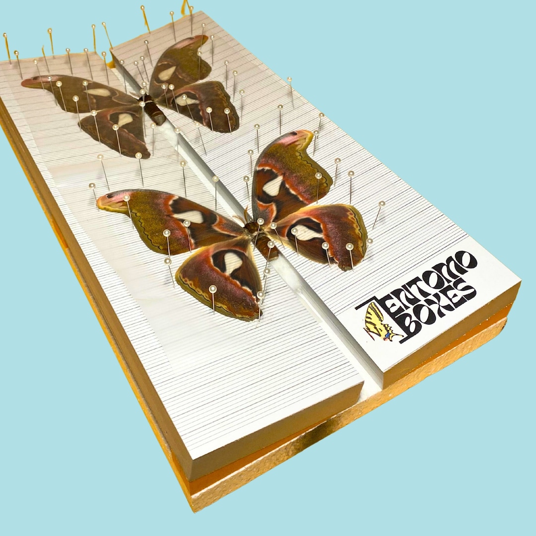 Big Spreading Boards for Large Tropical Butterflies and Moths ...