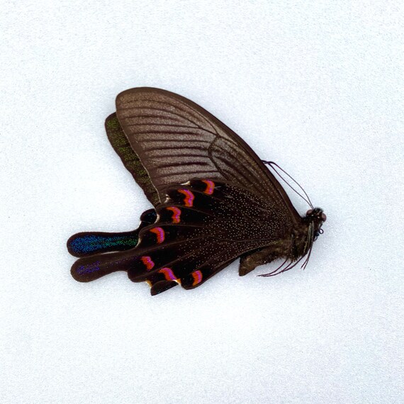 Chinese Peacock Butterfly