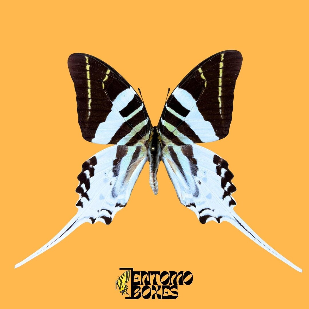 Real Butterfly Graphium Androcles Specimen (giant Swordtail) - Pinned ...