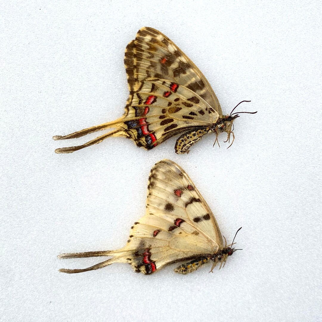 Pair of Sericinus Montela the Dragon Swallowtail Tropical - Etsy