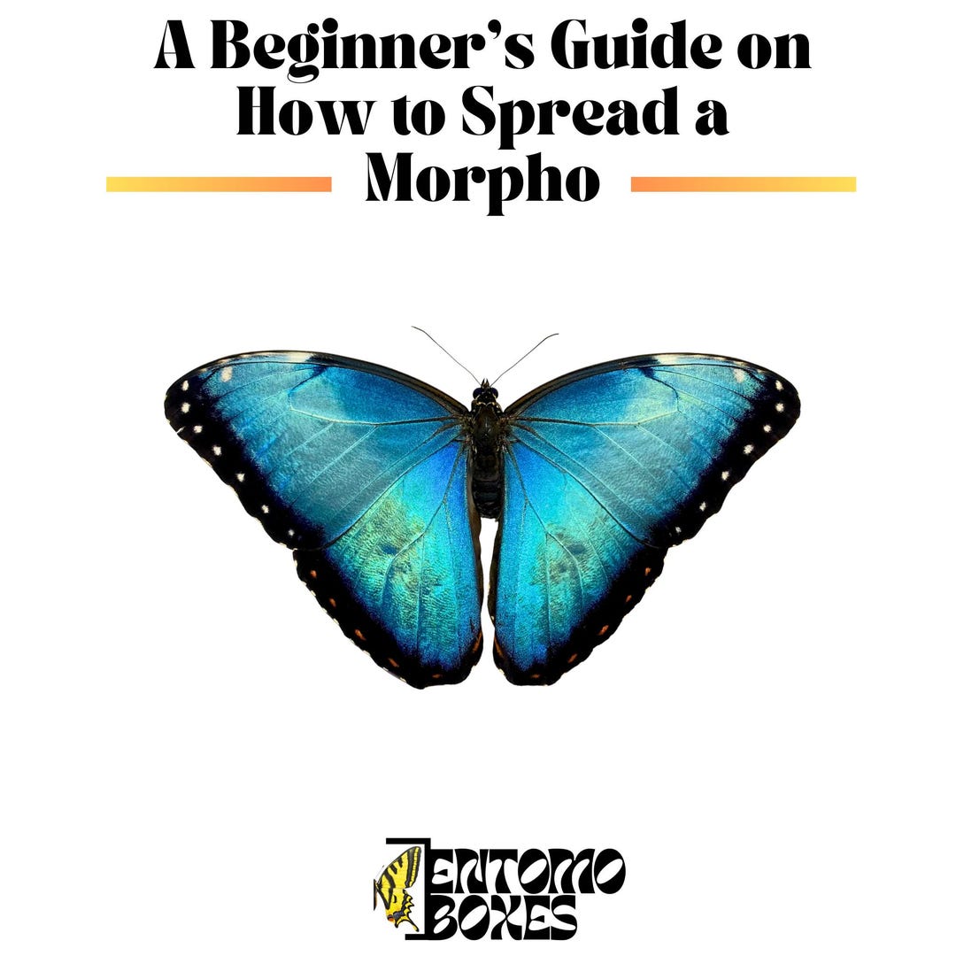 Blue Morpho Spreading Guide, Comprehensive Manual With Photos 21 Pages - Etsy