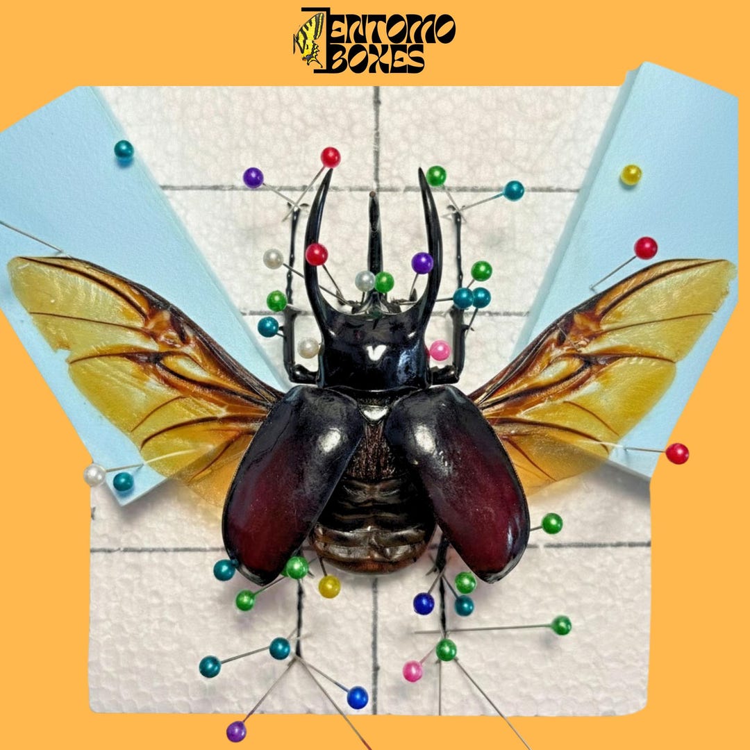Real Beetle Pinning Kit: Goliathus or Atlas, Bug Mounting (PDF Guide ...