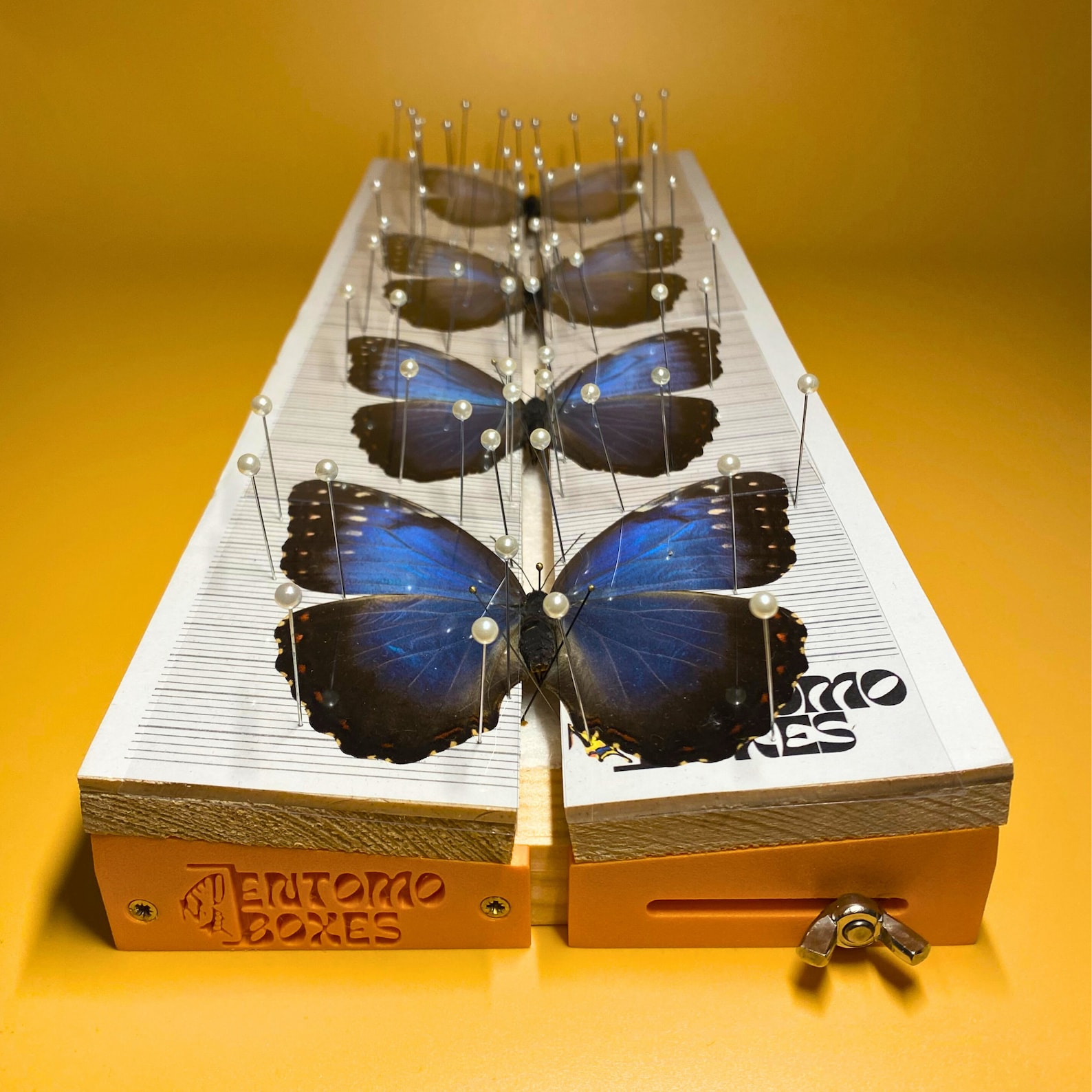Adjustable Balsa Wood Spreading Board for Butterflies and Moths ...