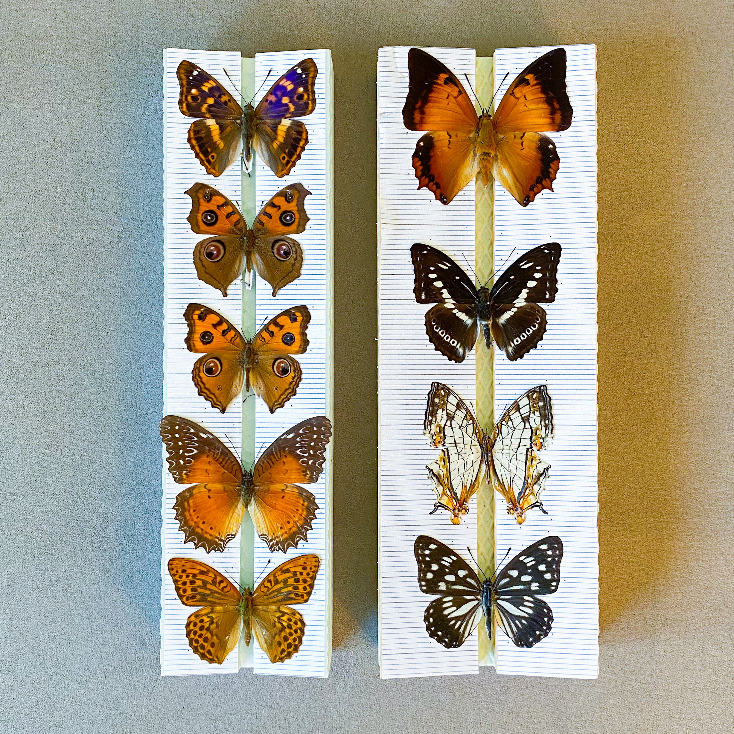 Butterfly Collection Kit With Display Frame and Free Guide - Etsy