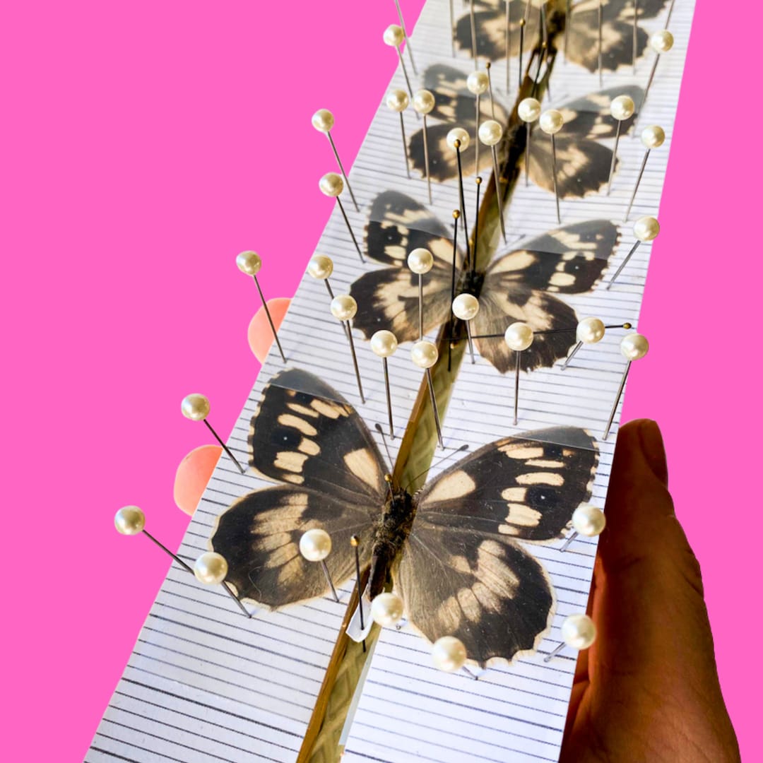 Butterfly Moth Spreading Board With Grid Sticker Taxidermy Entomology ...