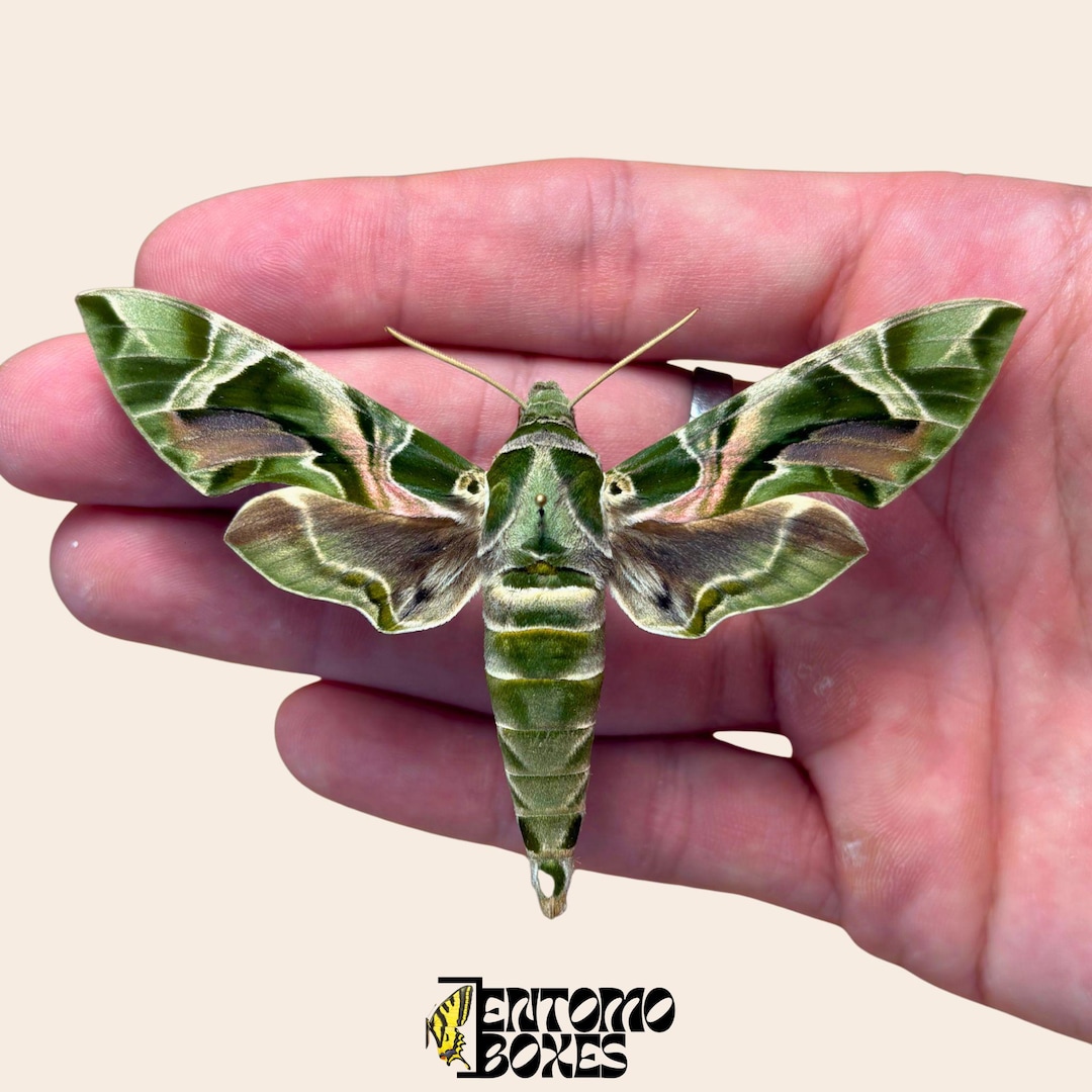 Pinned Oleander Hawk-moth (daphnis Nerii) Specimen – Entomological ...