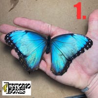 Blue Morpho - Etsy