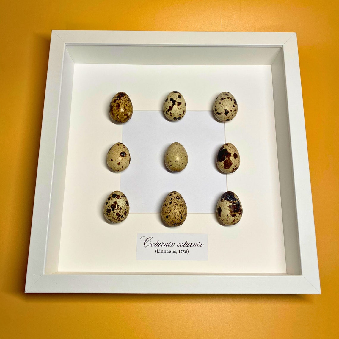 The Common Quail Empty Egg Shells in Frame for Home Decor - Etsy