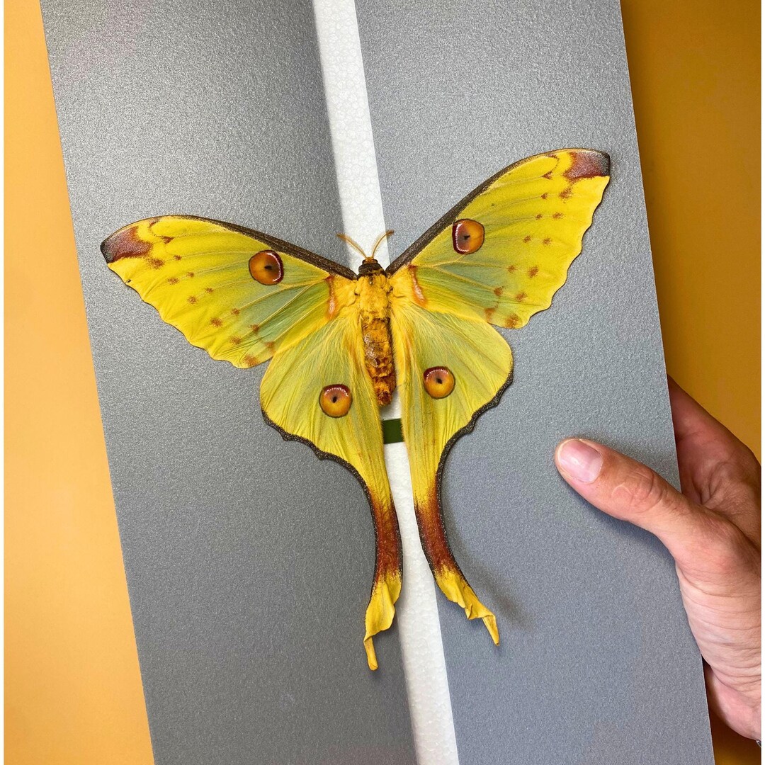 BIG Angled Spreading Boards for Large Tropical Butterflies and Moths ...