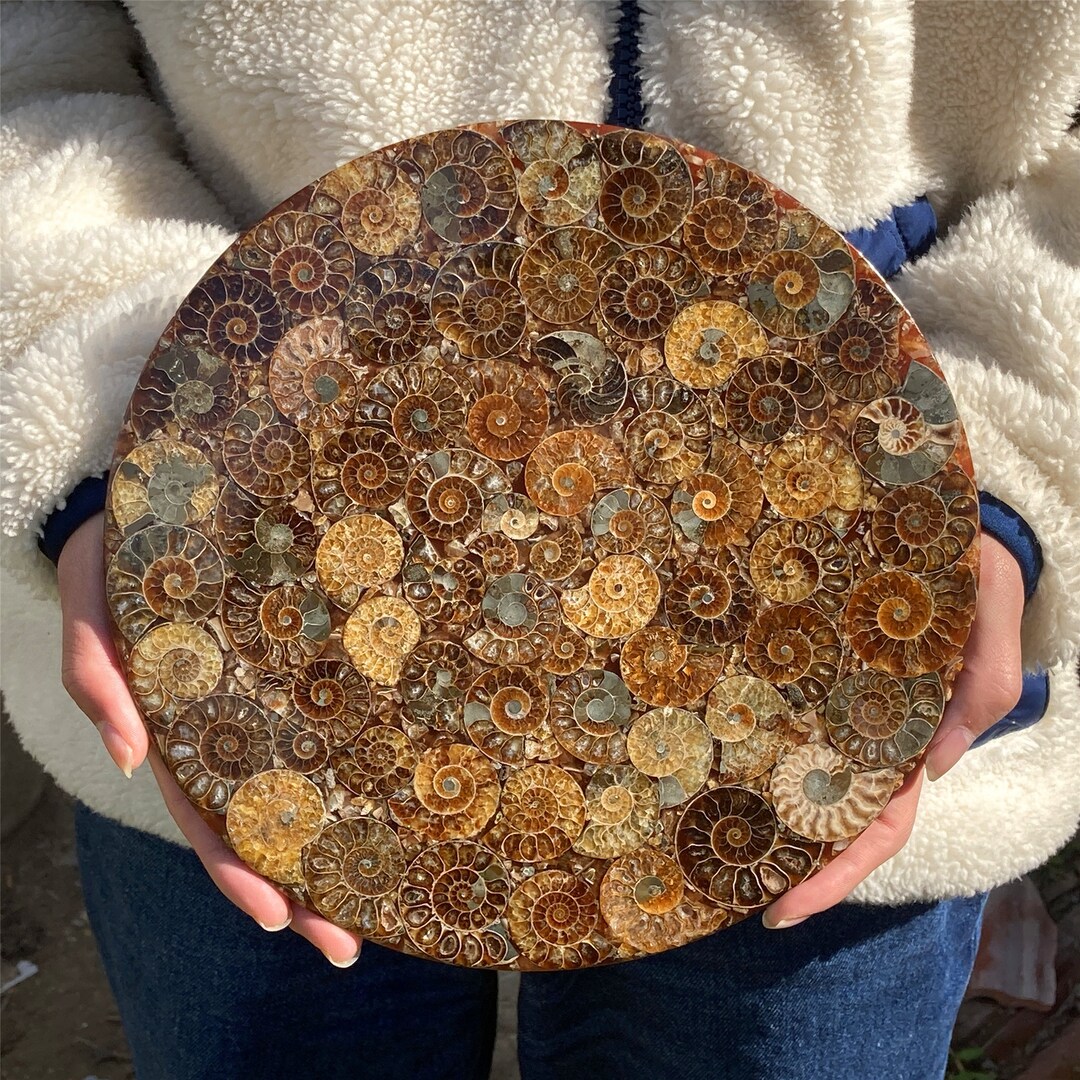 Natural Rare Big Ammonite Disc Fossil Conch Specimen,rock,crystal ...