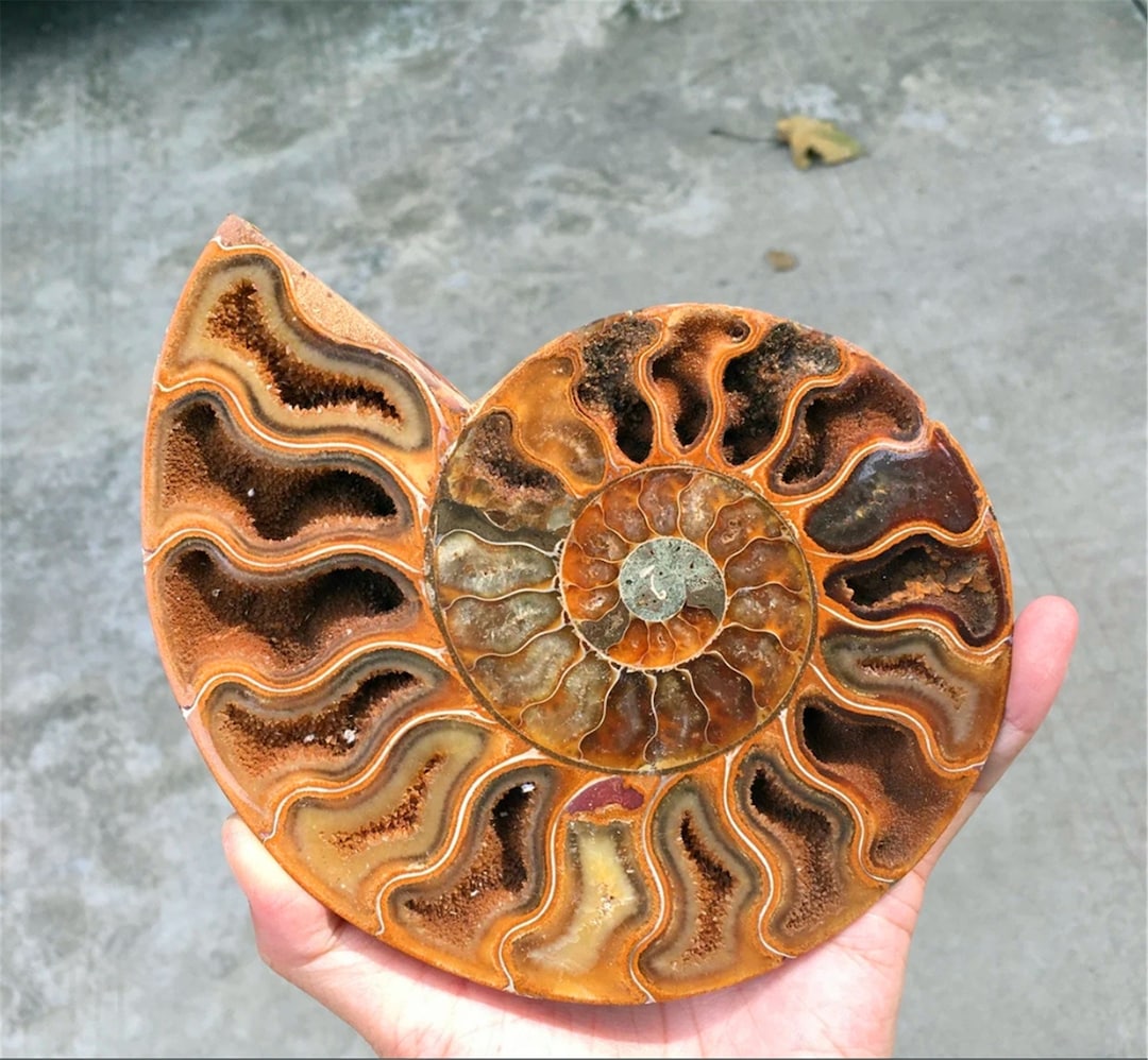 500g+ Huge Natural Rare Ammonite Fossil Conch,quartz Crystal Fossil ...