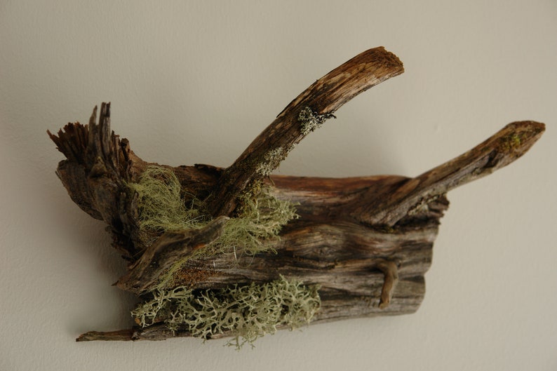 Tree Root Decoration for Wall / Driftwood Decoration Made of Root Wood ...