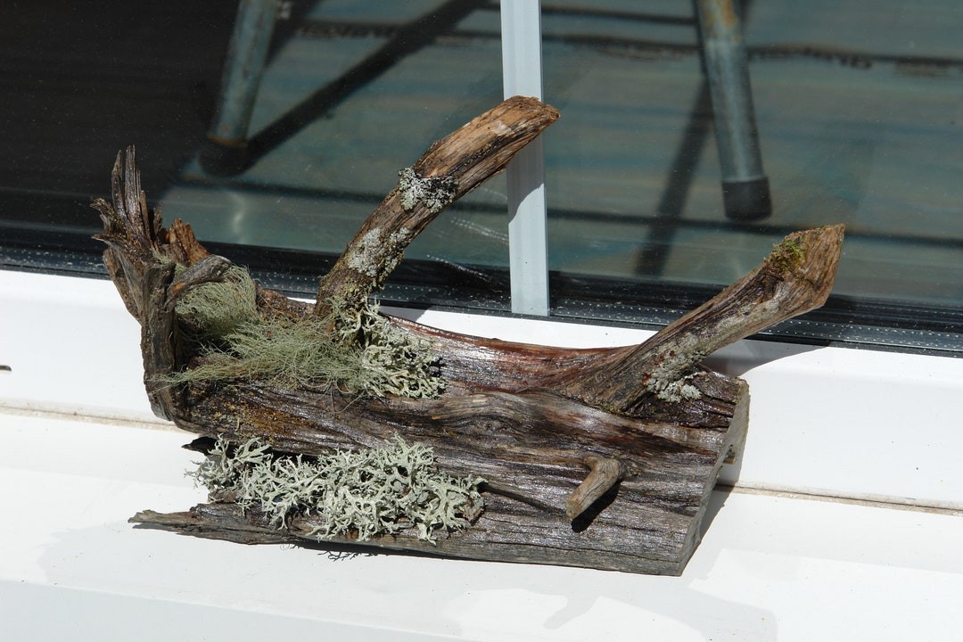 Tree Root Decoration for Wall / Driftwood Decoration Made of Root Wood ...