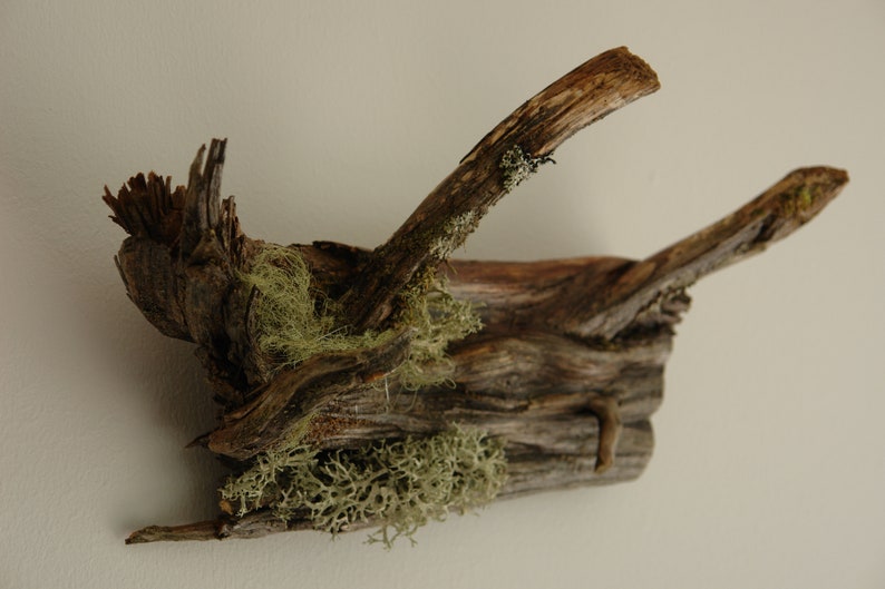 Tree Root Decoration for Wall / Driftwood Decoration Made of Root Wood ...