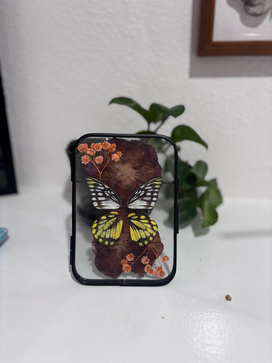 Butterfly Wing Frame With Natural Pressed Flowers - Etsy