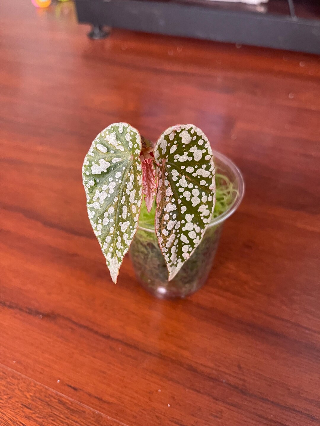 Begonia Snow Capped Variegated, 4 Leaves, Well Rooted, Active Growth - Etsy