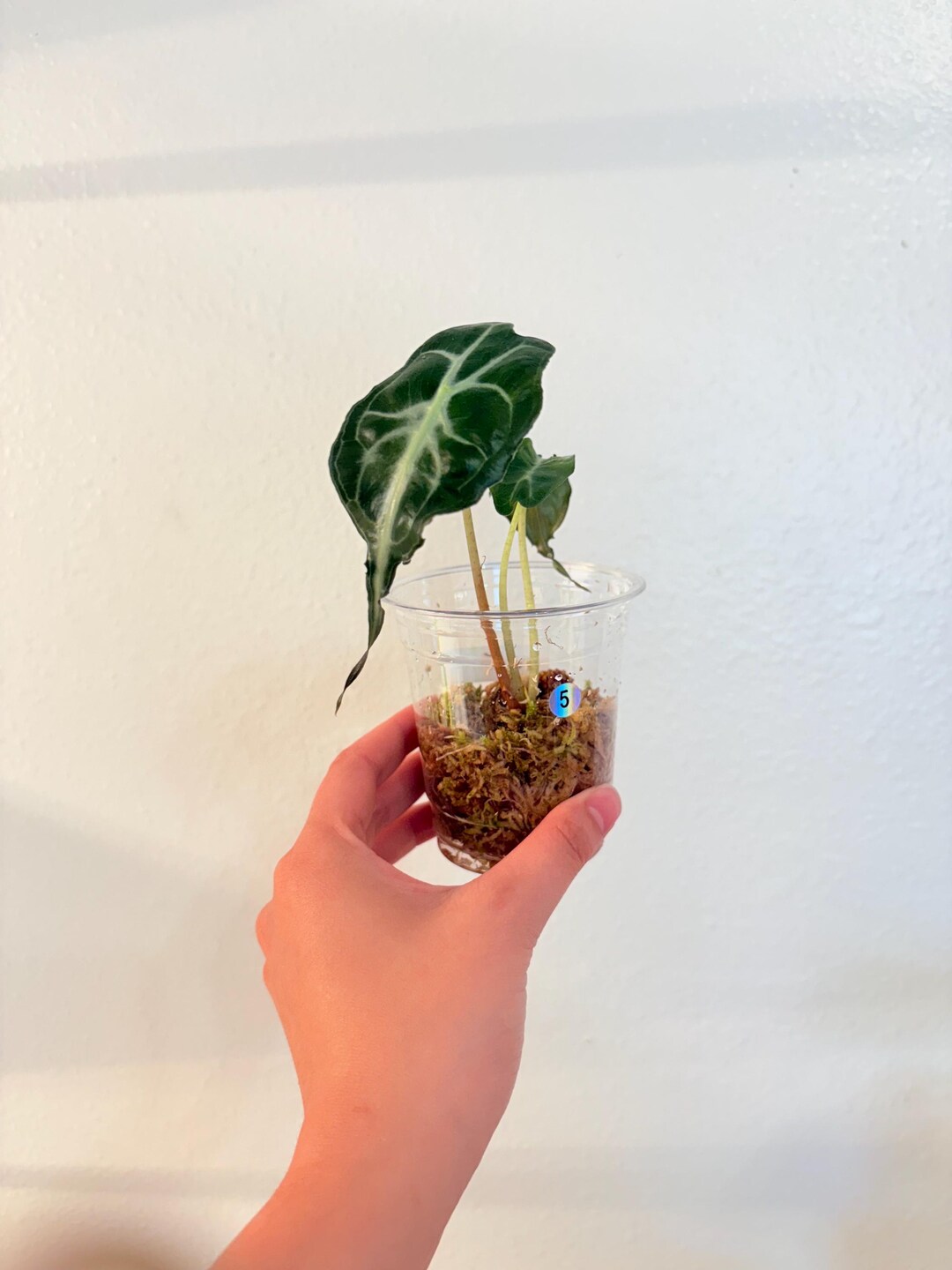 Alocasia Venom. US Seller, Exact Plant. 3inch Pot - Etsy