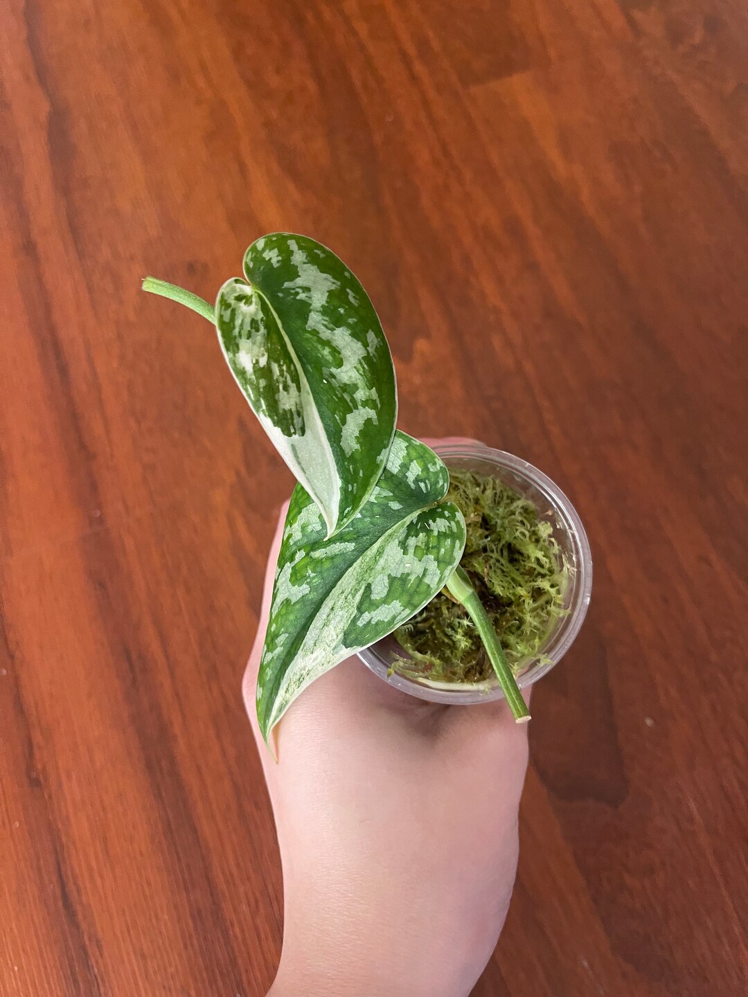Rare Houseplant, Variegated Mayari Scindapsus, Well Rooted, 2 Leaves ...