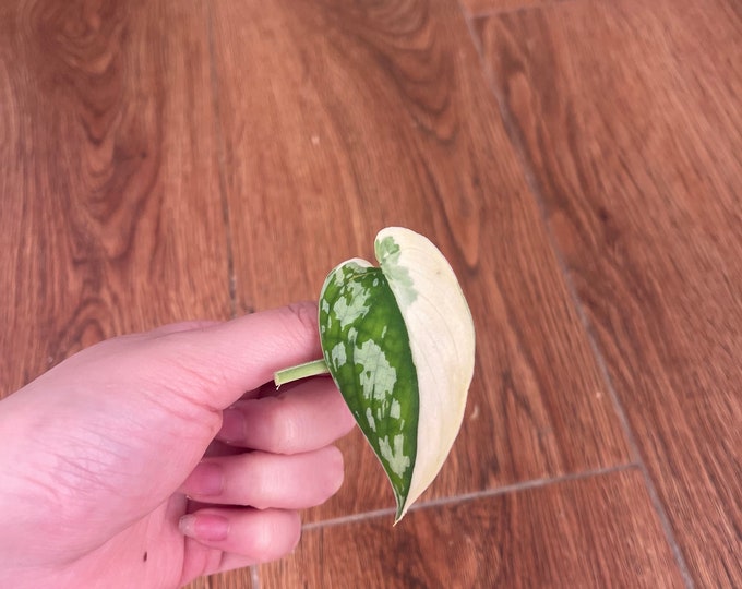 Rare Houseplant, Variegated Mayari Scindapsus Cutting - Etsy