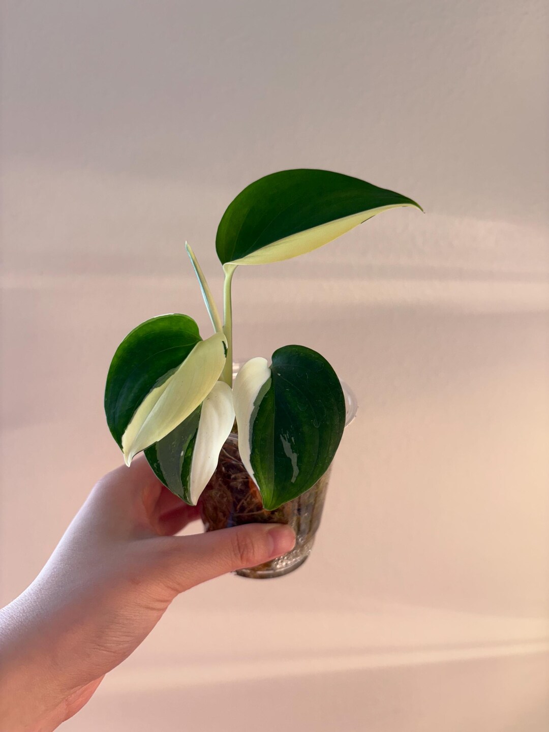 Varigated Scindapsus Blue Albo. Exact Plant, Well Rooted - Etsy