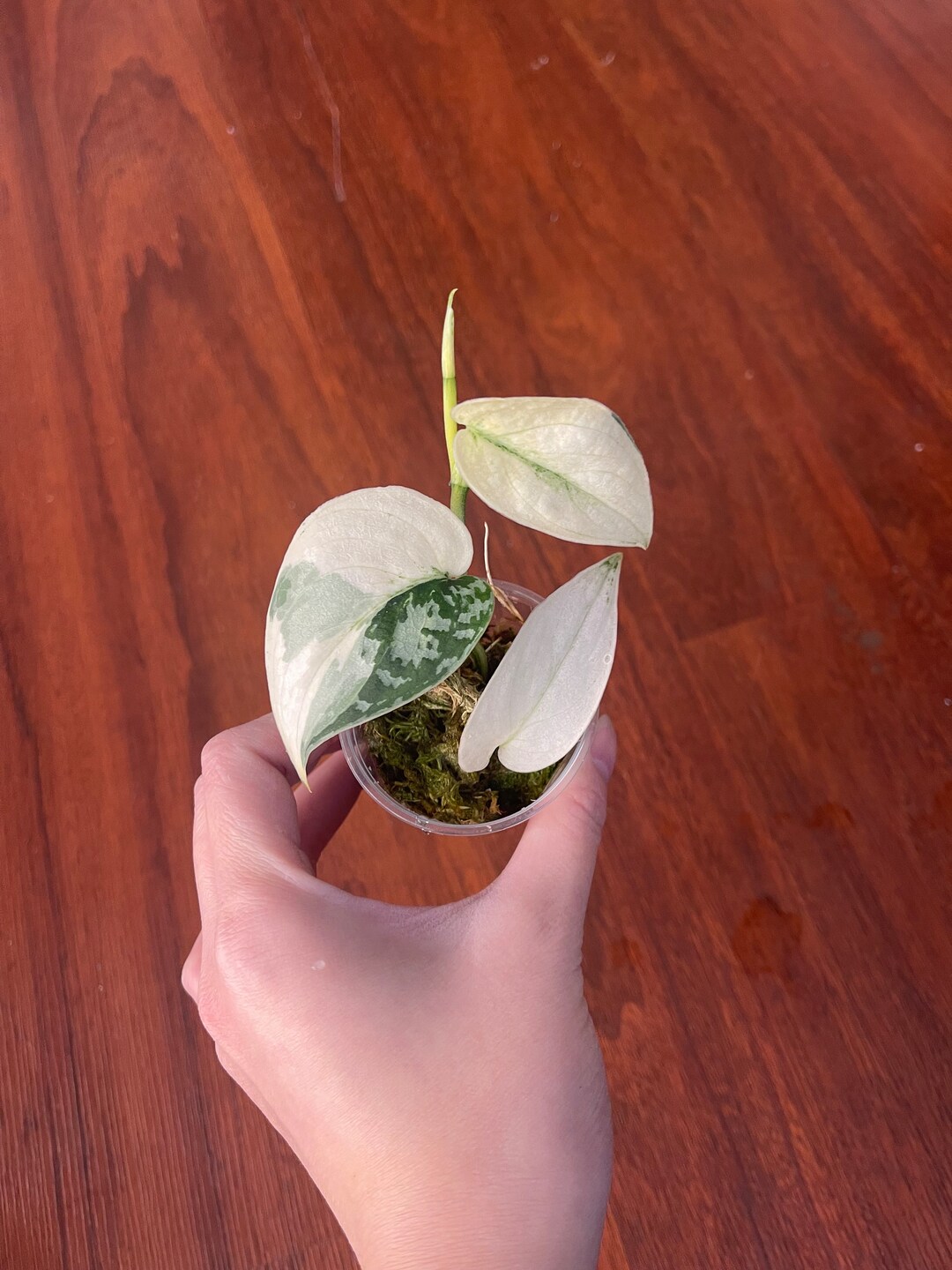 Rare Houseplant, Variegated Mayari Scindapsus, Whole Plant, Rooted - Etsy