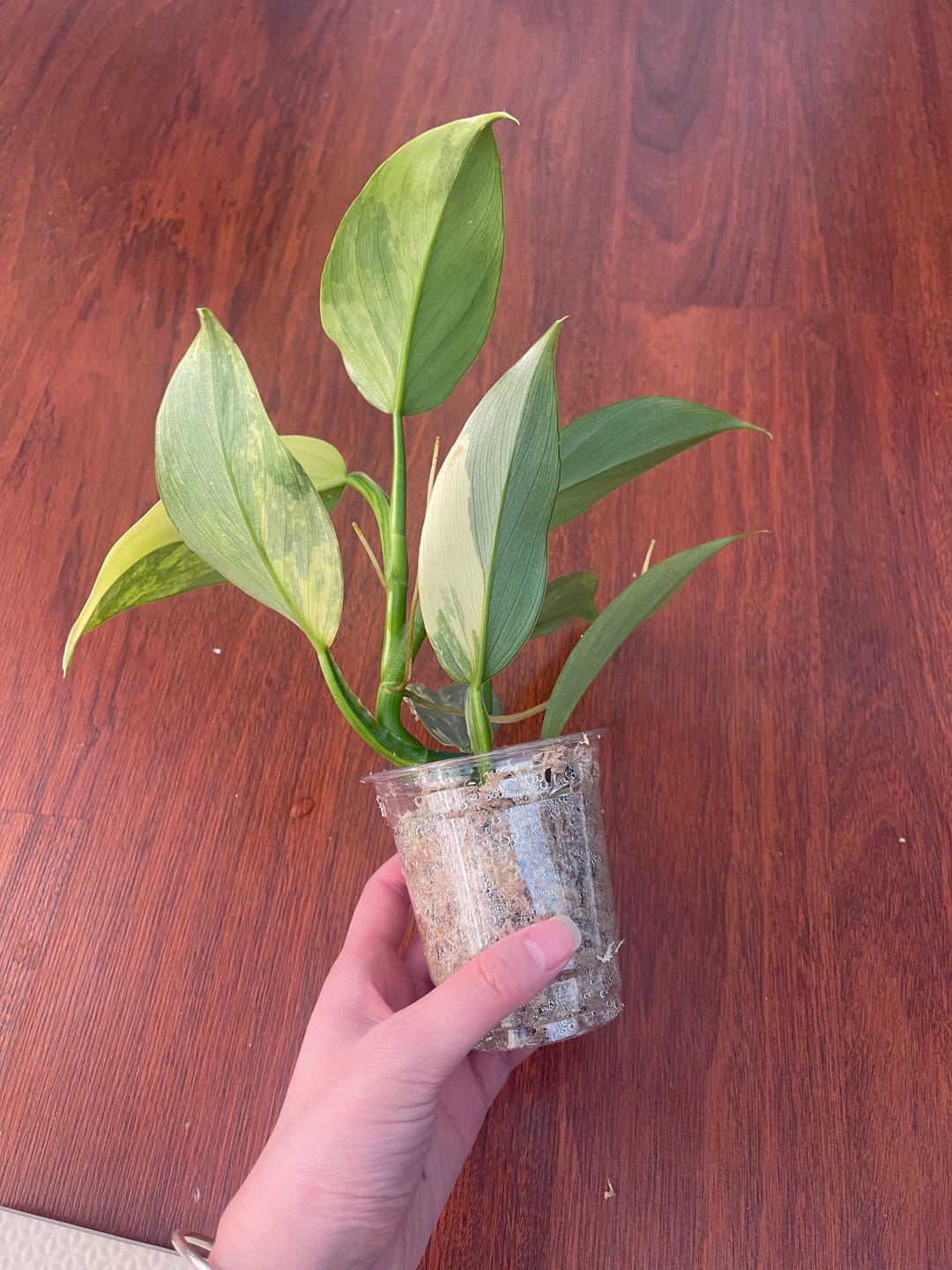 Variegated Philodendron Silver Sword - Etsy