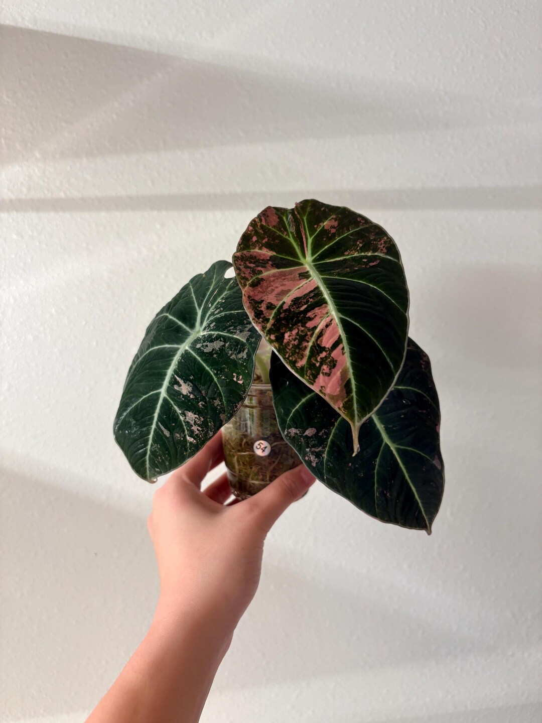 Variegated Black Pink Velvet Alocasia. EXACT Plant! 5 Leaves~ - Etsy